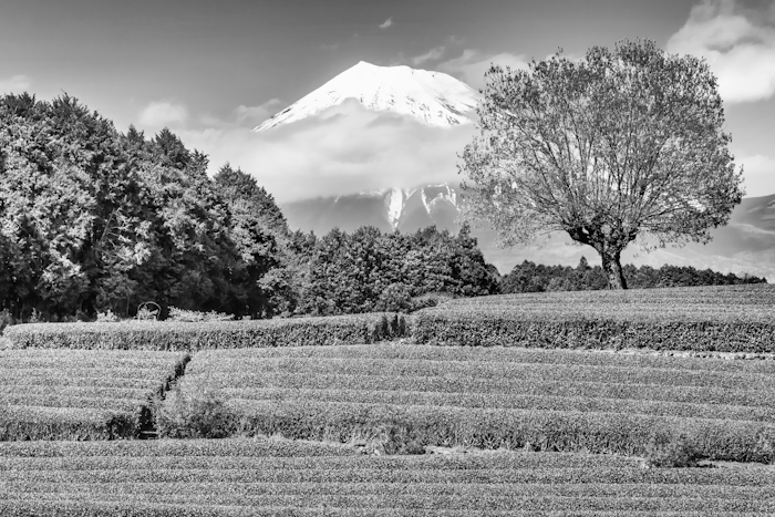 Black and White Mount Fuji Wallpaper