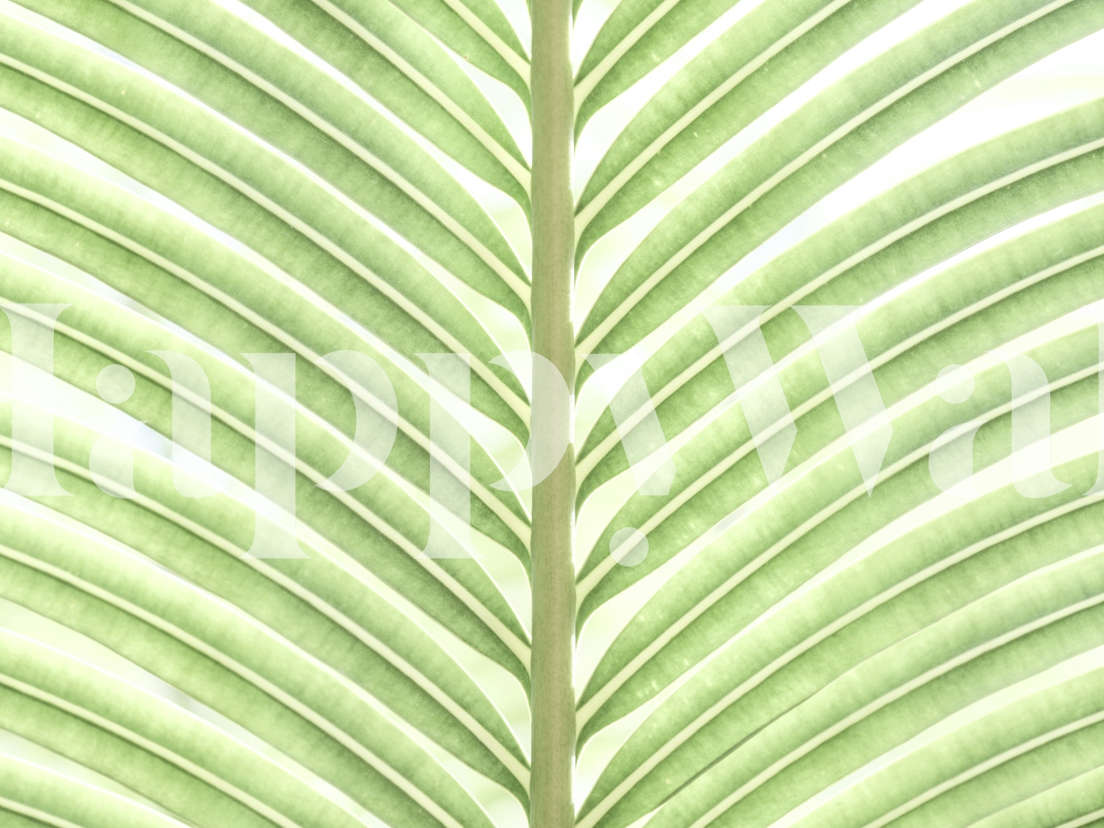 Verdant Leaf Stripes - Wallpaper | happywall.com