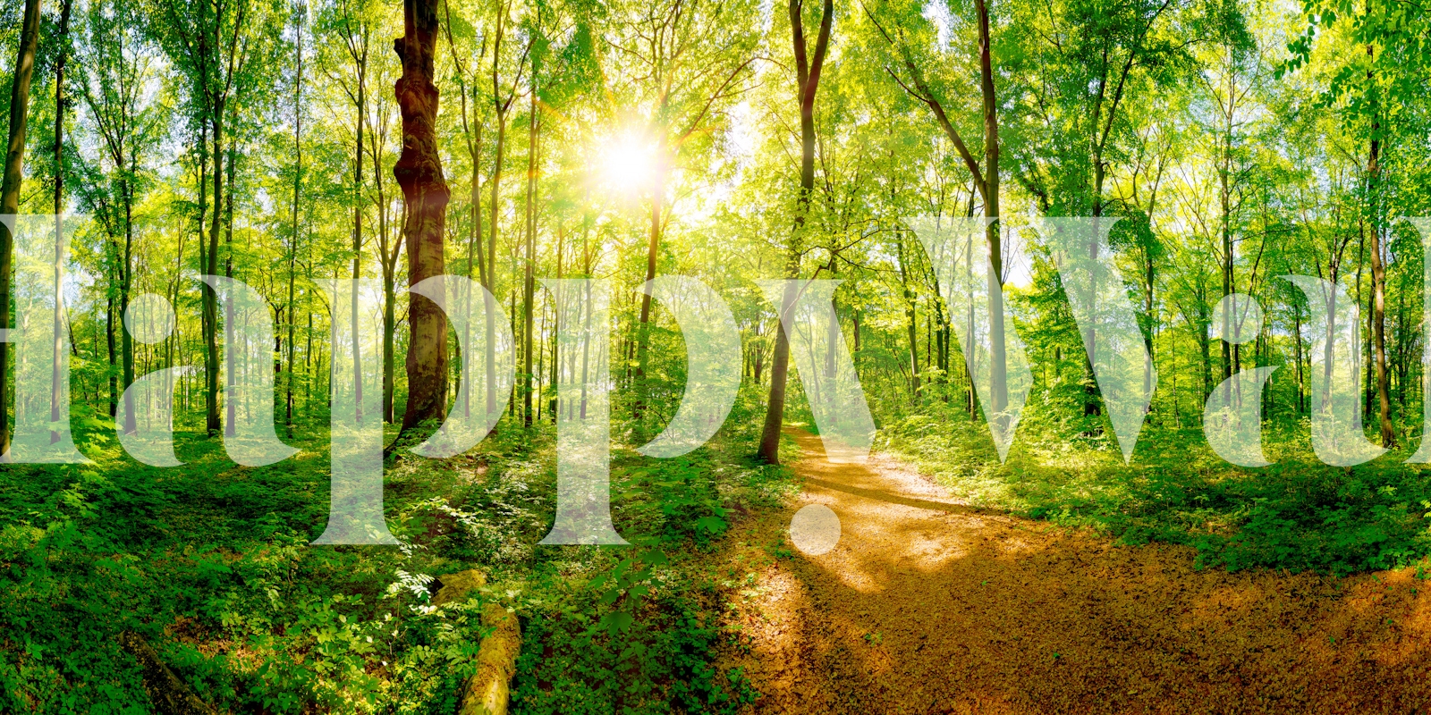 Sunlit Forest Trail Wallpaper - Happywall