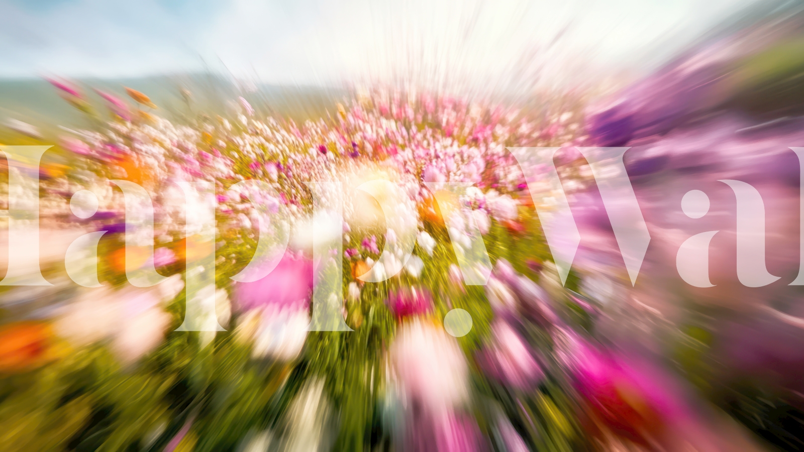 Radiant Flower Burst Wallpaper | happywall.com