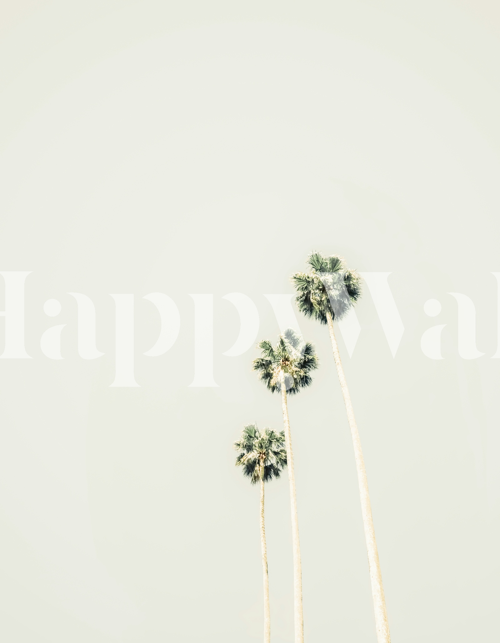 Minimalist Palm Tree Wallpaper for Tranquil Decor