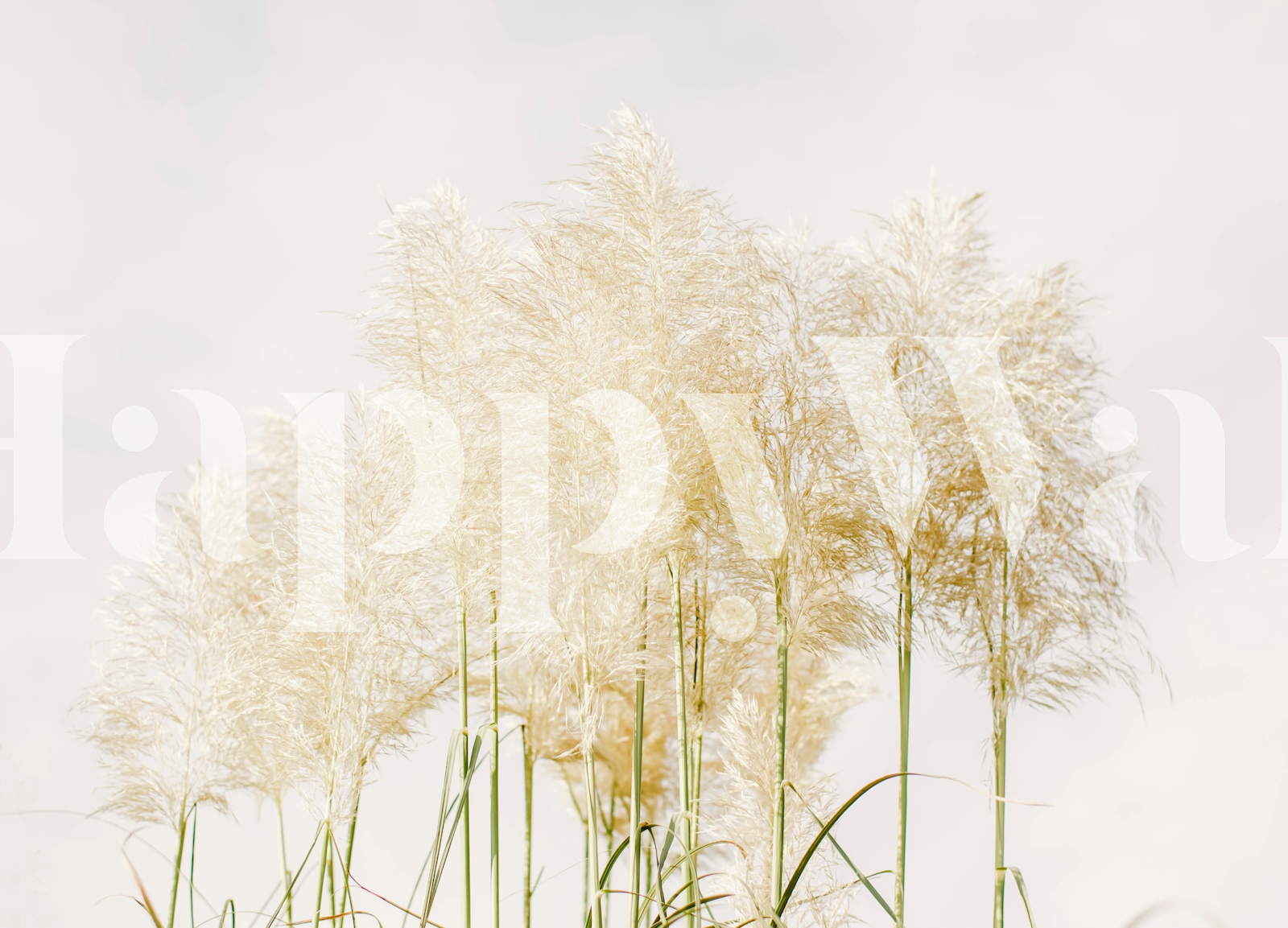 Pampas Grass Serenity - Happywall