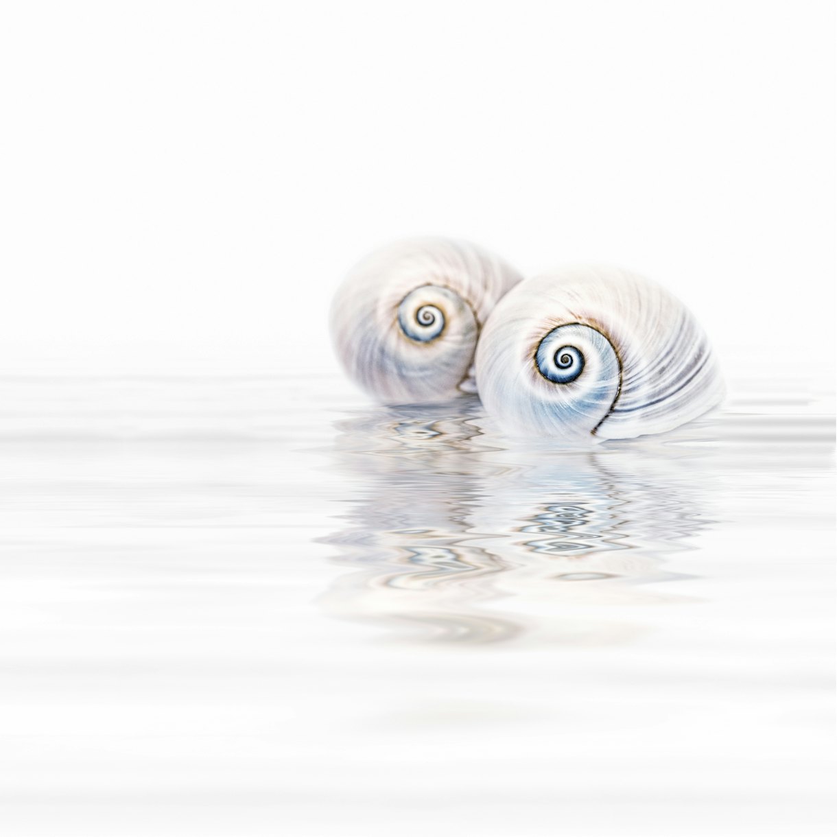 Snail Shells On Water wallpaper - Happywall