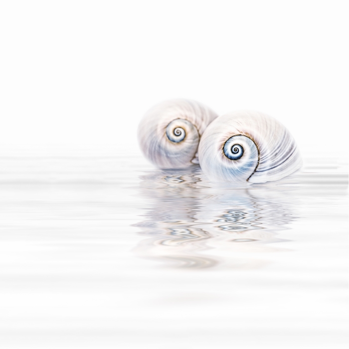 Snail Shells on Water Wallpaper | Happywall