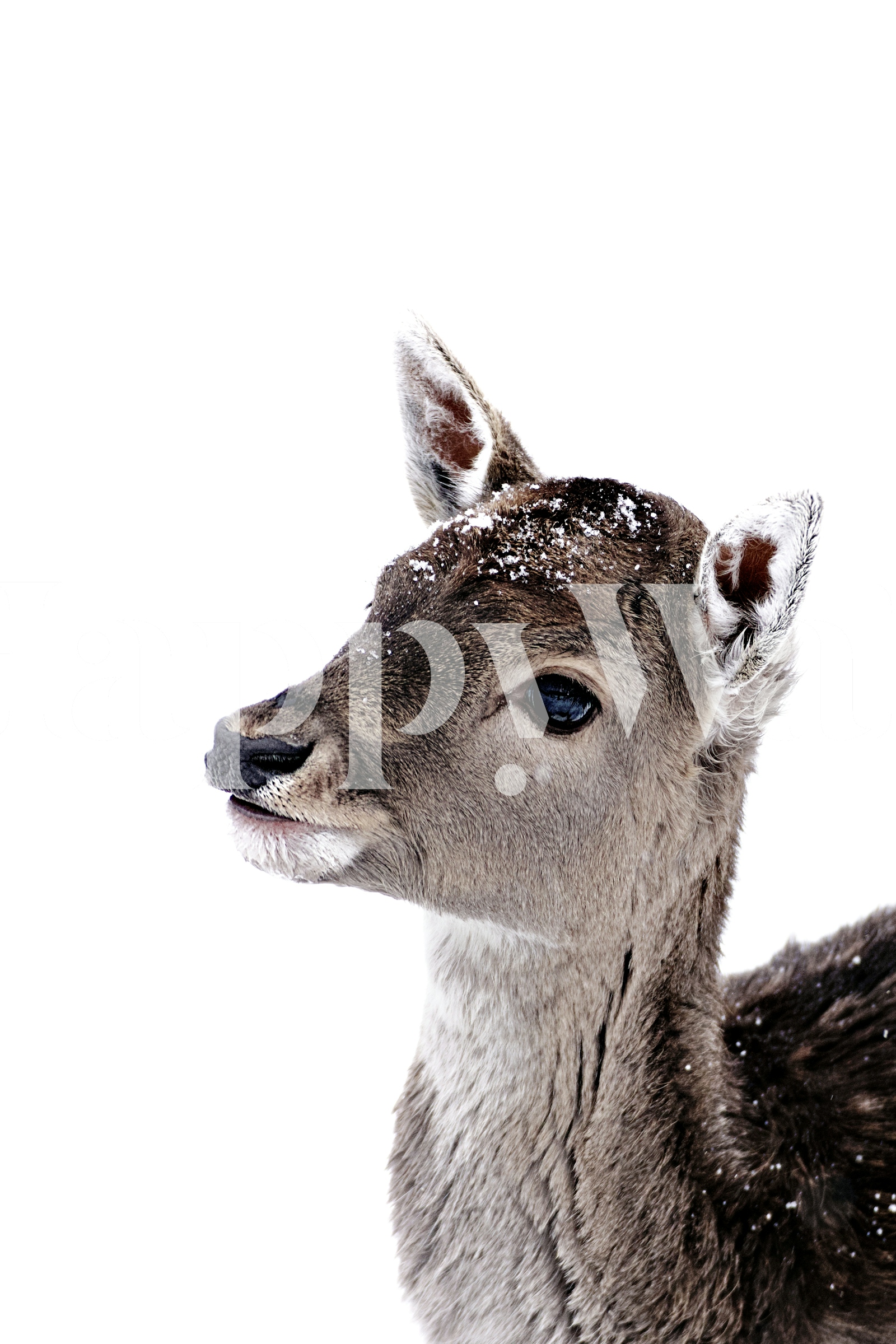 Little Fawn Fiona - Happywall