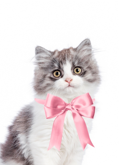 Kitten with a Bow Wallpaper | happywall.com