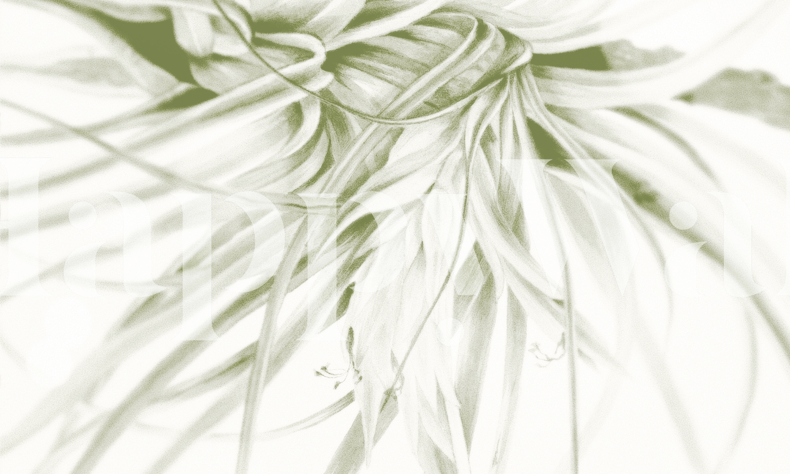 Ethereal Foliage Charm Wallpaper | happywall.com